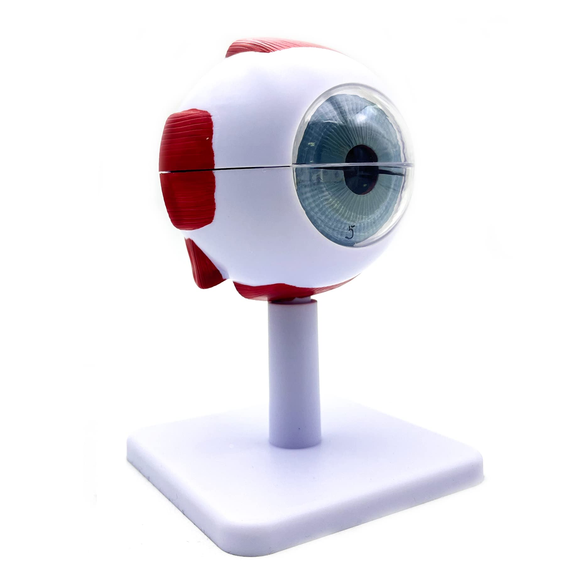 Mua 3X Enlarged Human Eye Anatomical Model,Anatomically Accurate Eye ...