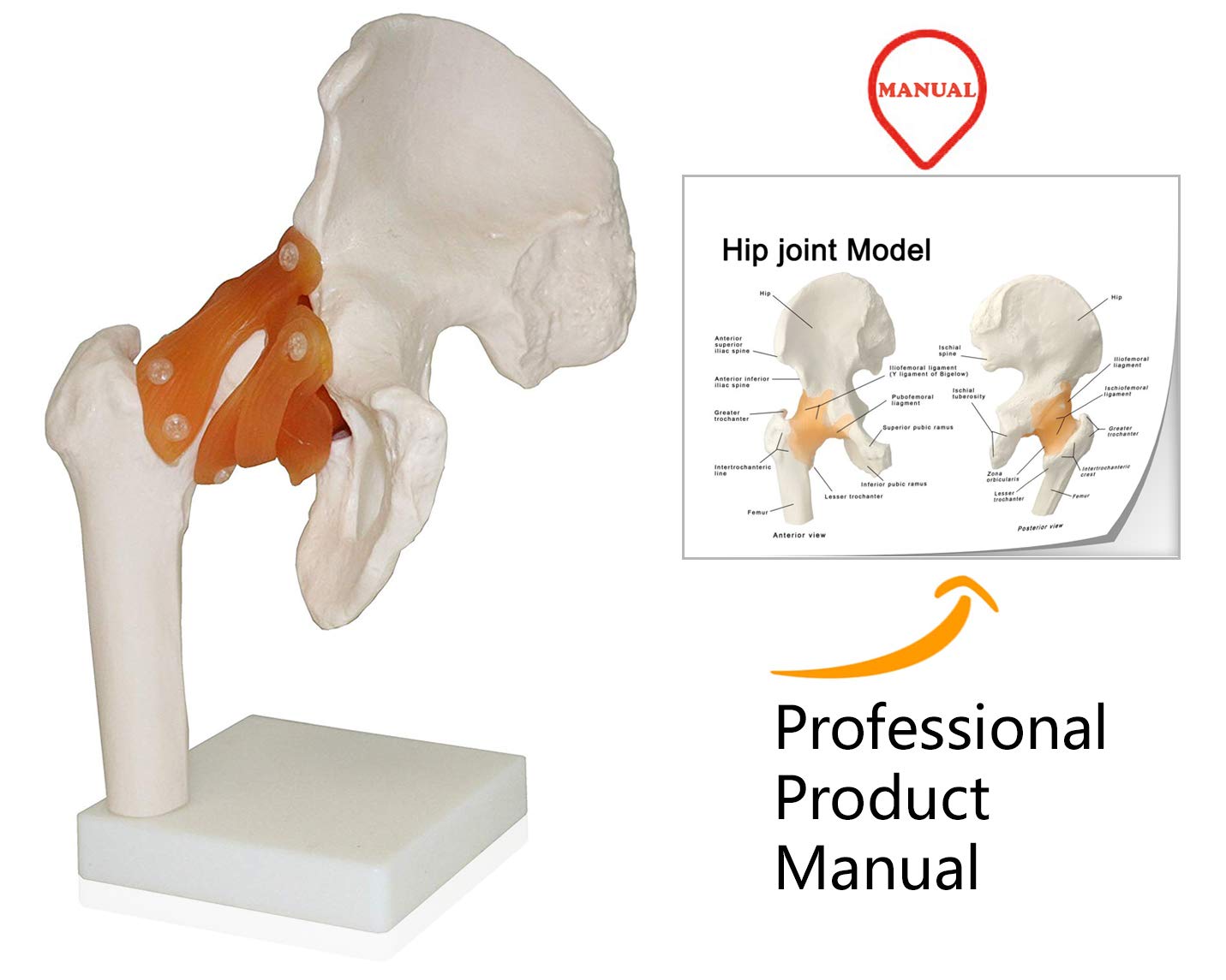 Model Details Bony Landmarks Hip Joint Model Has Flexible Ligaments ...