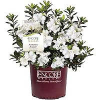 Amazon.com: Encore Azalea Autumn Angel Azalea 2 Gal, White Blooms ...