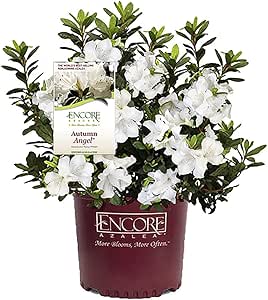 Amazon.com : Encore Azalea Autumn Angel Azalea 2 Gal, White Blooms ...