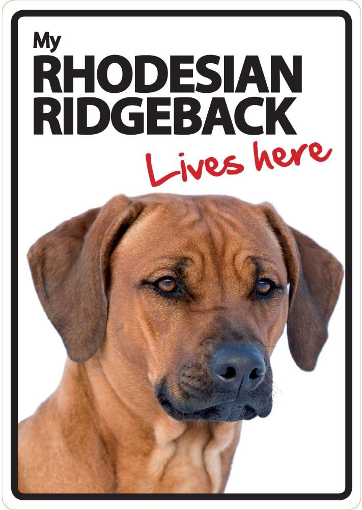 Rhodesian Ridgeback Lives Here A5 Sign – BigaMart