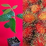 Rambutan tree - How to grow & care