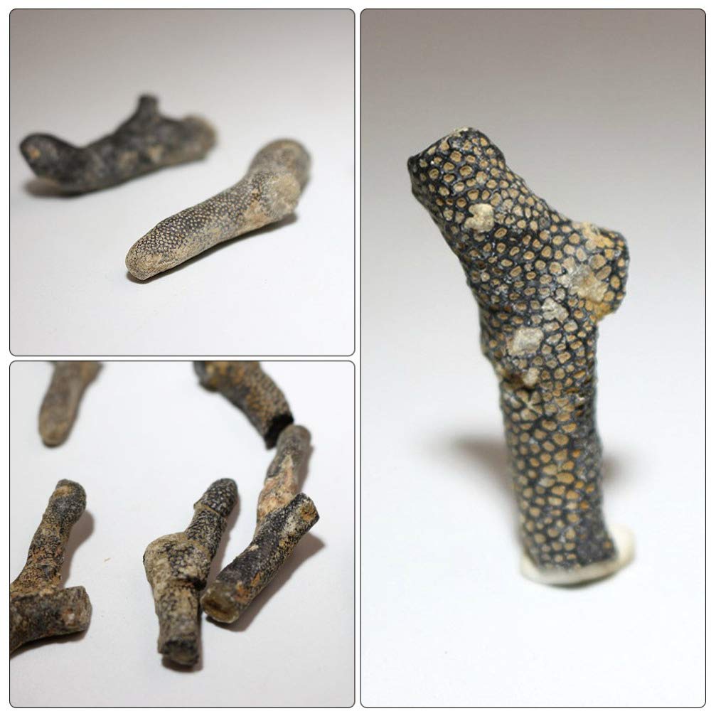 Scicalife 5Pcs Stromatoporoid Fossils Ordovician Bryozoan Fossils ...