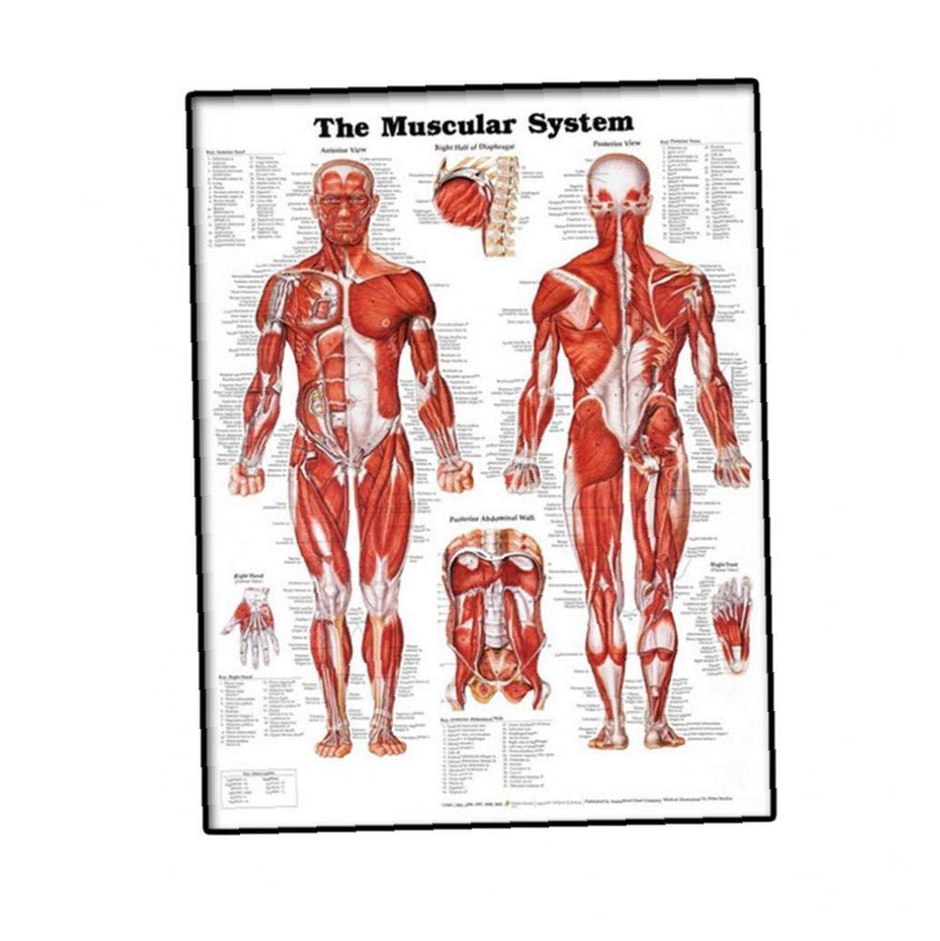 Buy MICHAELA BLAKE Muscular System Anatomical Lifelike Anatomical ...