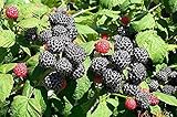 Black raspberry - How to grow & care