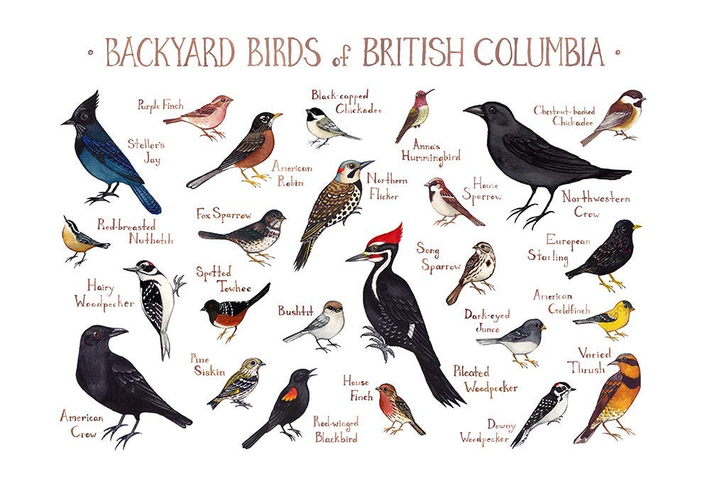 Politics Birds of British Columbia Books newid.com.sg