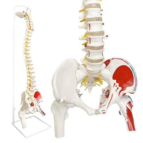 34.8 Inch Spine Model for Anatomy – Flexible Life-Size Spinal Cord ...