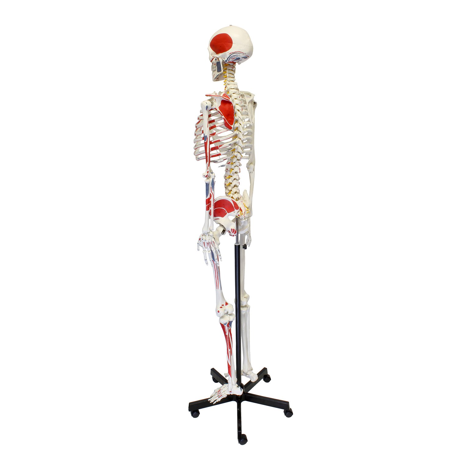 Mua MonMed Numbered Medical Skeleton Model, Life Size Skeleton Model ...