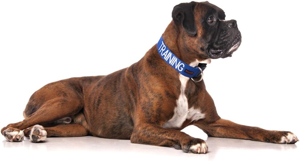 TRAINING (Dog In Training/Do Not Disturb) Blue Colour Coded S-M L-XL ...
