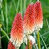QAUZUY GARDEN 100 Red Hot Poker Plant (Torch Lily/Tritoma) Kniphofia ...