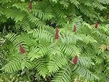 Sumac tree - How to grow & care