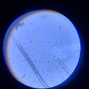 Nema Globe Pot Popper Organic Indoor Fungus Gnat & Insect Control 8x1 ...