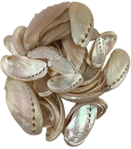 Mini Shells For Crafts 200 PCS Natural Green Abalone Shells - Tiny ...