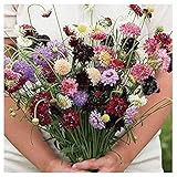 Pincushion flower - How to grow plants
