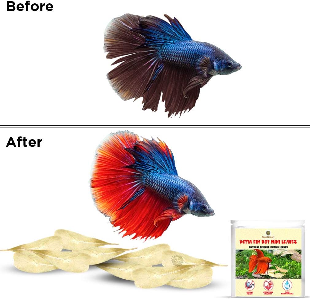 SunGrow Miracle Fin Rot Mini Catappa Leaves, Betta Medicine & Water Supplement, Keep Bettas ...