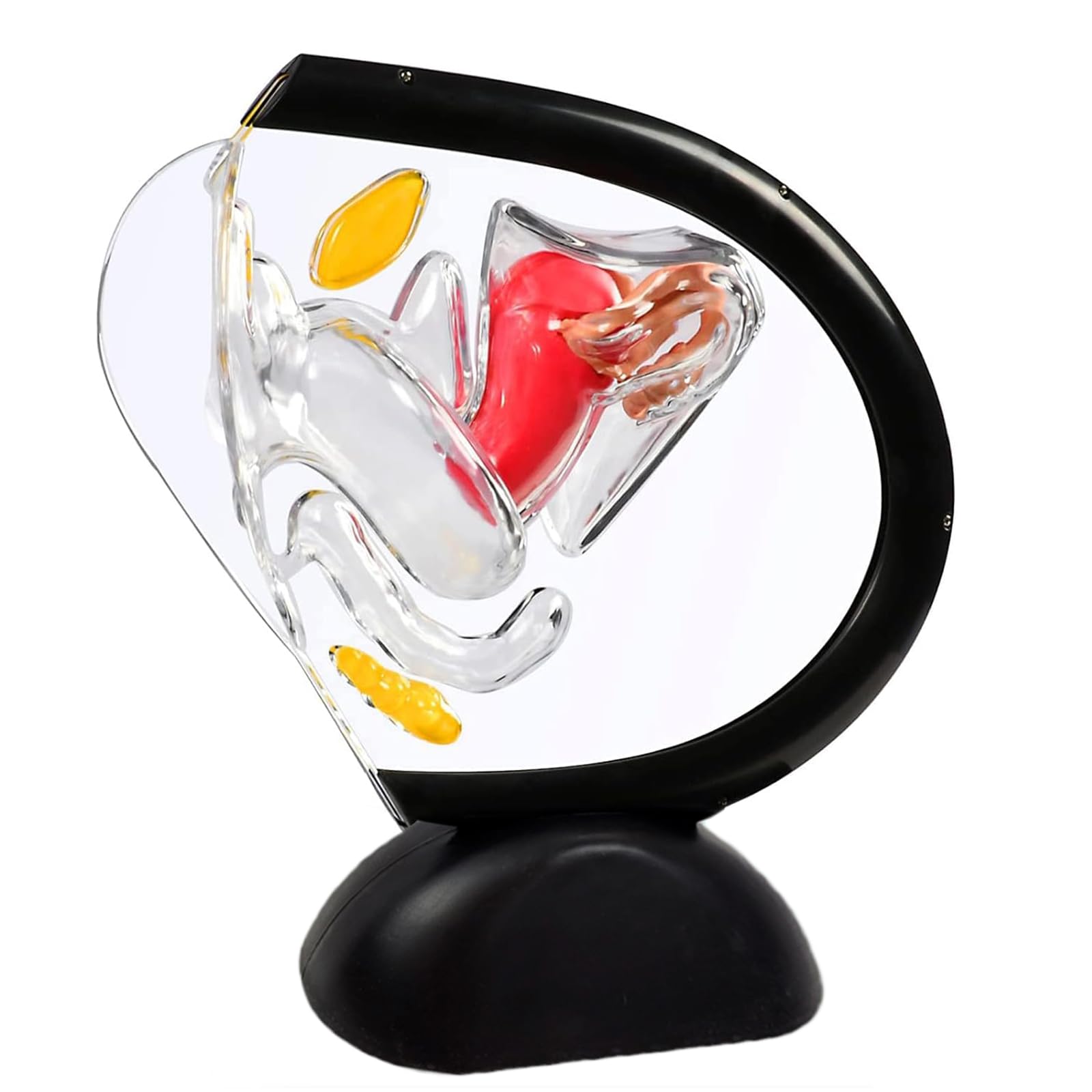 Transparent Uterus Model, Human Vagina Anatomical Model Female ...