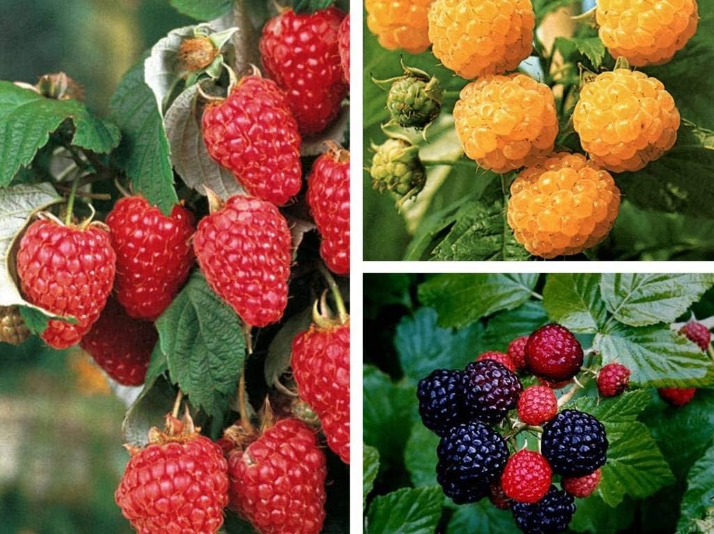 KIT LAMPONE ROSSO, LAMPONE GIALLO, LAMPONE NERO: Amazon.it: Giardino e ...