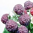 Amazon.com : Raspberry Plants Glencoe (Purple) Includes 4 Plants ...
