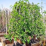 Weeping mulberry - How to grow plants
