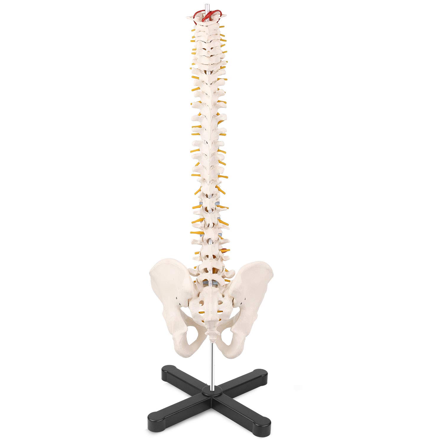 31 Life Size Spinal Cord Model with Vertebrae RONTEN Spine Model Mount ...