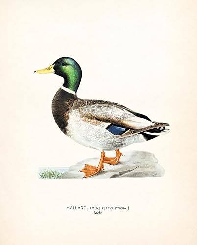Man Cave Duck Poster