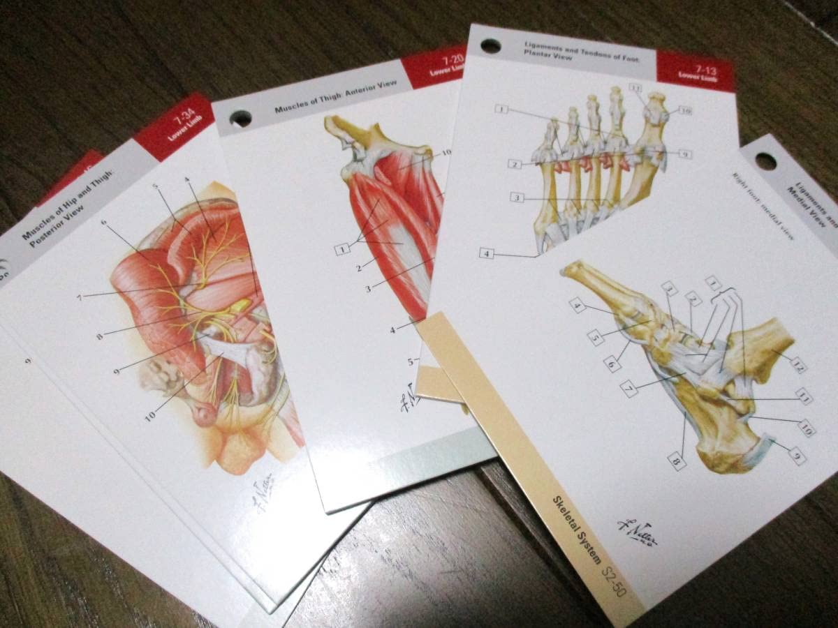 Mua Human Anatomy Flash Card 2022 Book Netter Anatomy Anatomy Netter ...