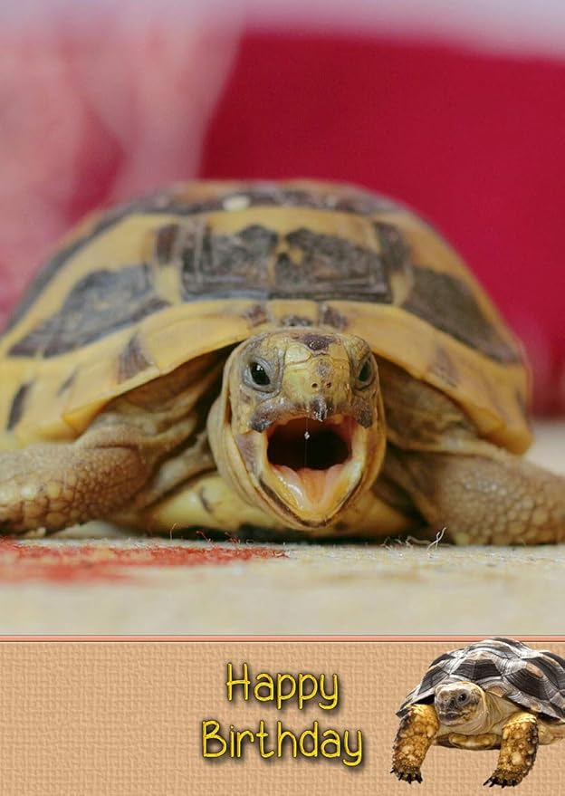 Tortoise Birthday Card: Amazon.co.uk: Office Products