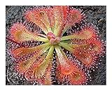 Drosera aliciae - How to grow & care