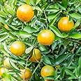 Amazon.com : Calamansi Tree, Calamondin Citrus Tree, Calamansi Live ...