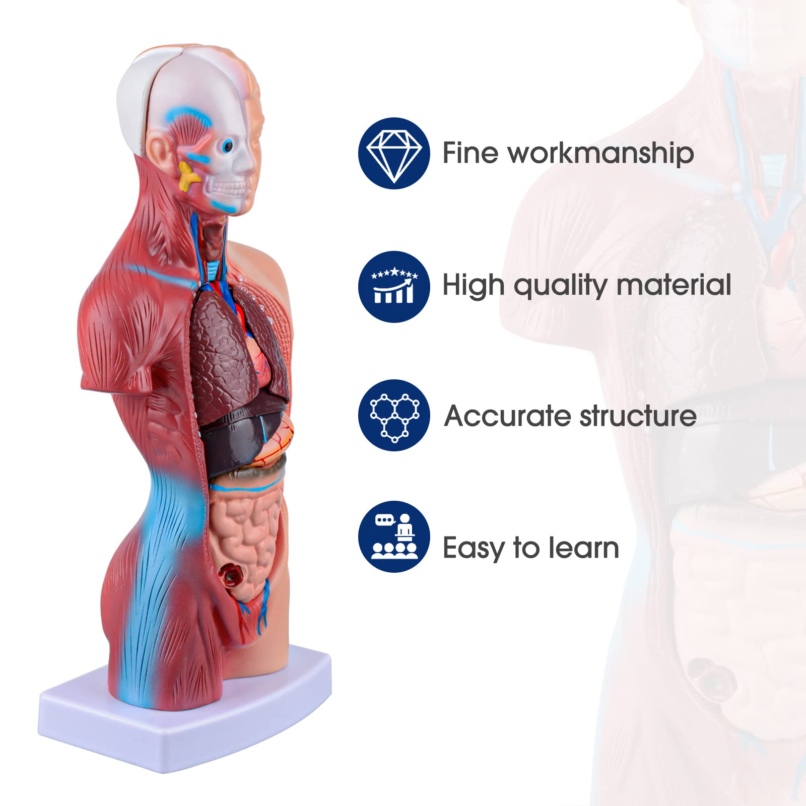 Mua Human Anatomy Model with Digital Manual, 15 Pcs Removable 10.6in ...