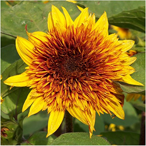 This is a Sundance sunflower - Fimfiction