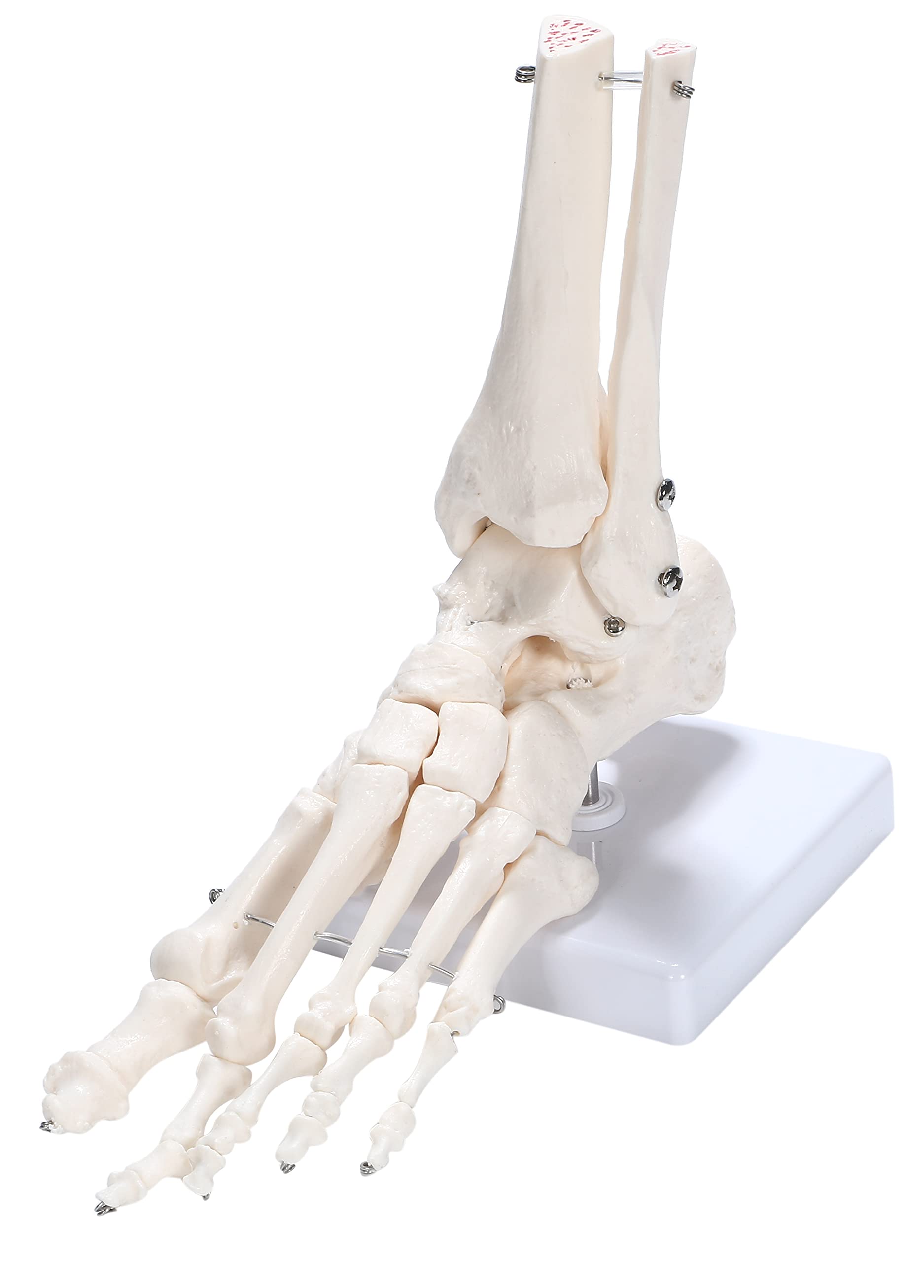 Mua picoLab Foot Skeleton Model Foot Bone Model Foot Bone Model Toe ...
