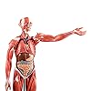 EVOTECH Human Muscle and Organ Model, 27-Part 1/2 Life Size Muscular ...
