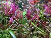 Mainam Scarlet Temple | Alternanthera Reineckii Telanthera Freshwater ...