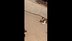 Amazon.com: Chuckle Buddies Long Ear Spotted Dog Electronic Plush: Toys ...