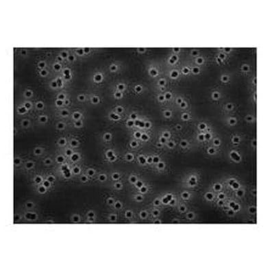 EMD Millipore Isopore TETP04700 Polycarbonate Filter Membrane - 8µm ...
