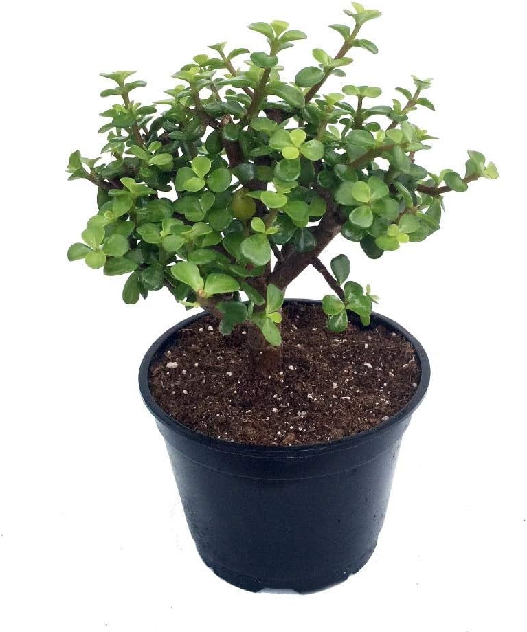 Amazon.com : Succulent Plant Spekboom Mini Jade Plant Portulacaria Afra ...