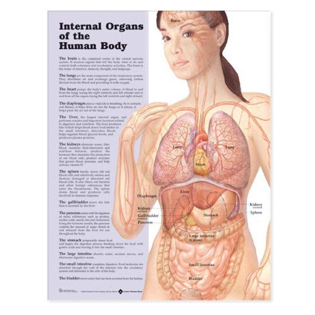 Amazon Internal Organs Of The Human Body Anatomical Chart Amazon Internal Organs Of The Human Body Anatomical Chart