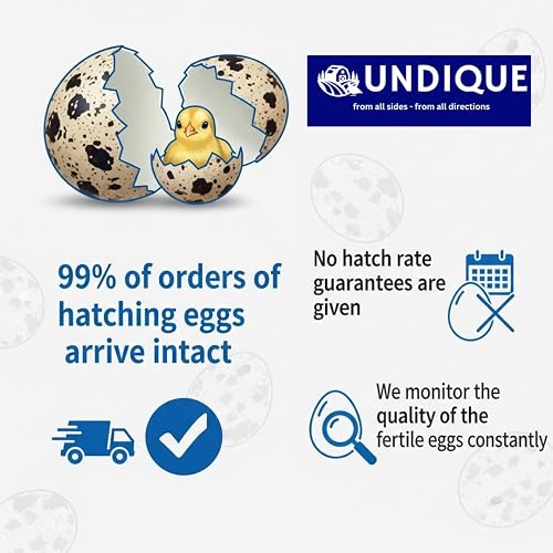 Undique 48 Fertile Jumbo Quail Eggs for Hatching – Fresh, Coturnix ...