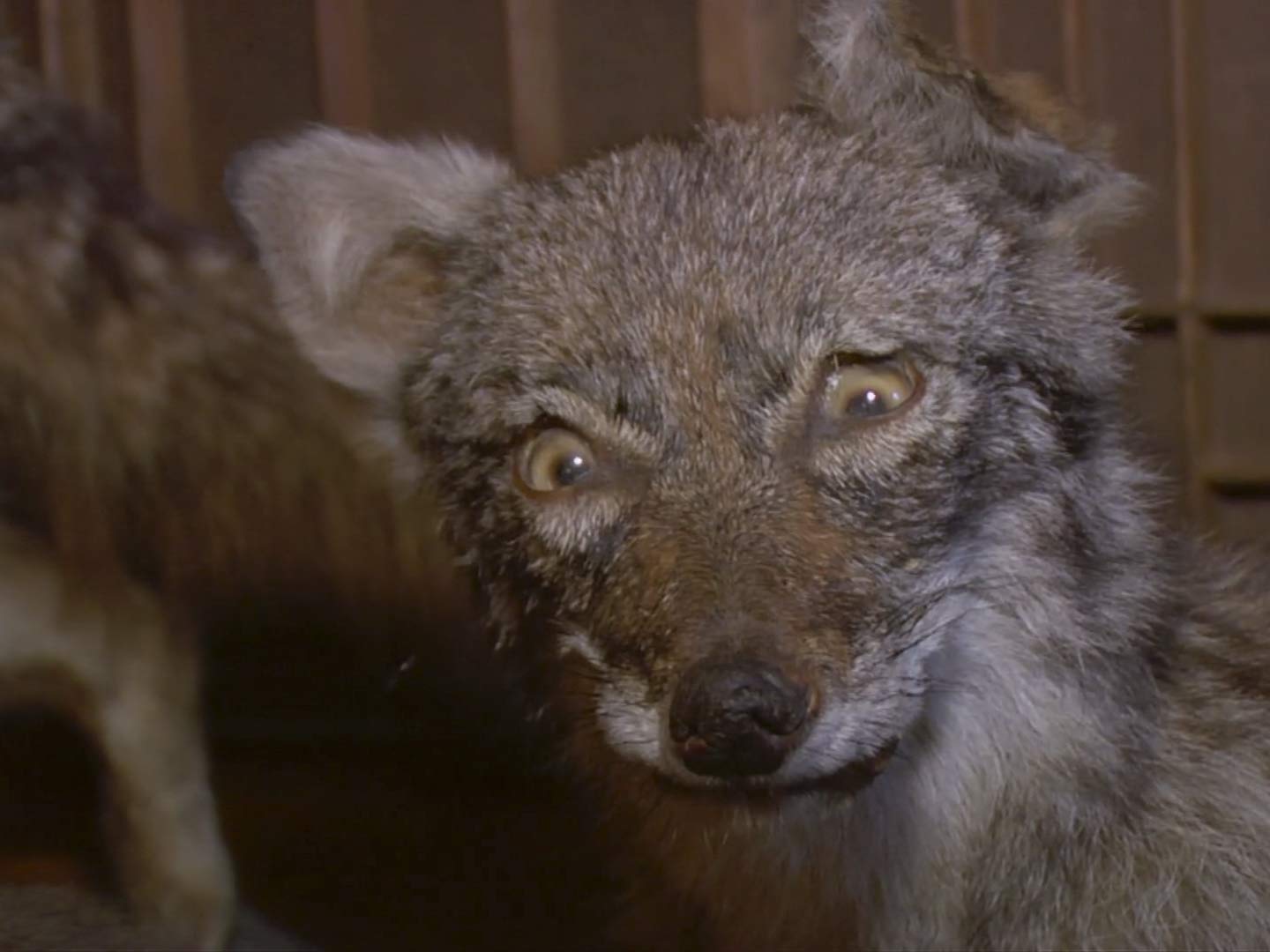 Watch Oddities - Season 1 | Prime Video