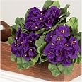 Amazon.com: Factory Direct Craft Purple African Violet Artificial Silk ...