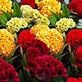 Amazon.com : 300+ Rare Mixed Cockscomb Seeds for Planting : Patio, Lawn ...