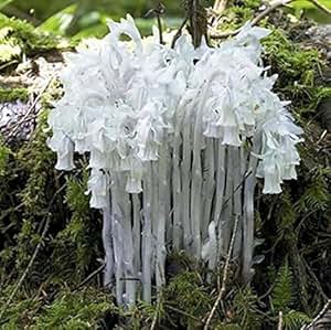 Amazon.com : Monotropa uniflora ghost plant Indian Pipe 20 spores ...