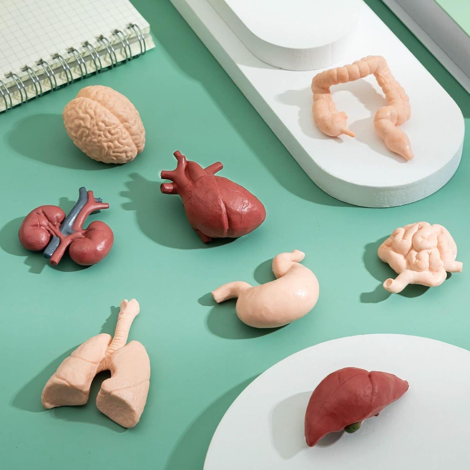 Mua Liberty Imports 8 PCS Human Organs Toy Body Parts Figurines - 3D ...