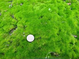Amazon.com : SUN MOSS CLUMPS - BRYUM CAESPITICIUM - 5SQFT : Garden ...