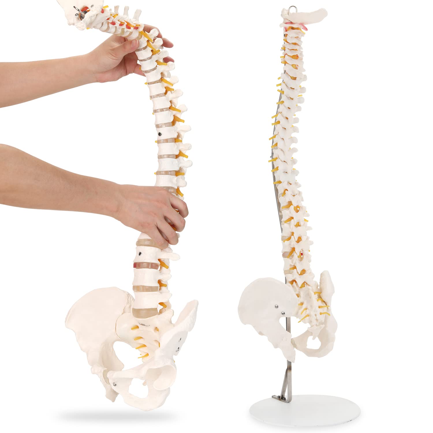 Mua Spine Model, 34" Flexible Life Size Spinal Cord Model Chiropractic ...