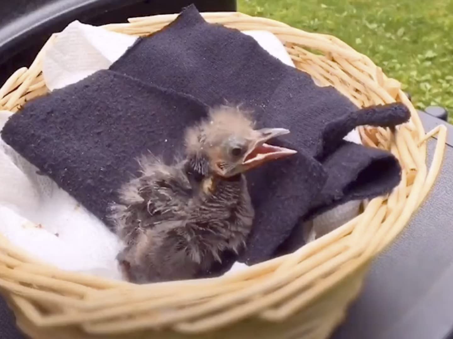 Watch Little But Fierce - Season 1 | Prime Video