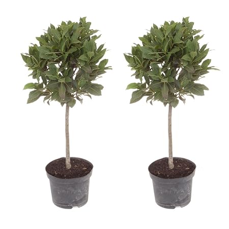 Pair Mini Standard Bay Trees 55-60cm Tall: Amazon.co.uk: Garden & Outdoors