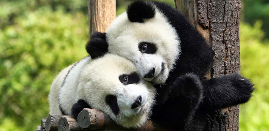 Panda Live Wallpaper HD:Amazon.com:Appstore for Android