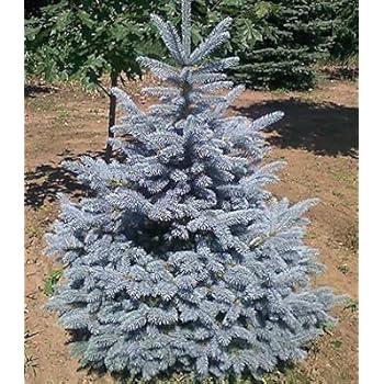 Amazon.com : Montgomery Dwarf Colorado Blue Spruce - Grows Only 4 feet ...
